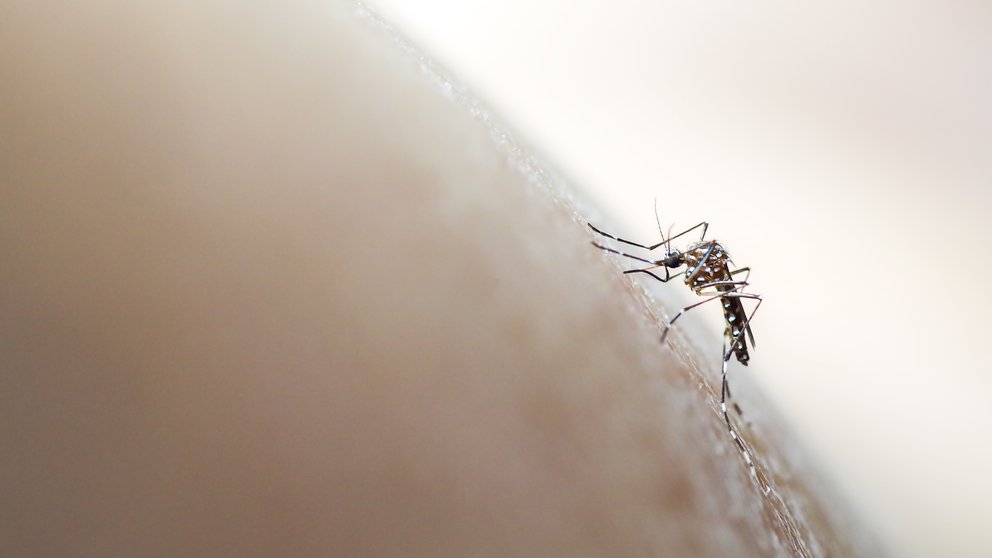 When Zika Hits Home | AAMC